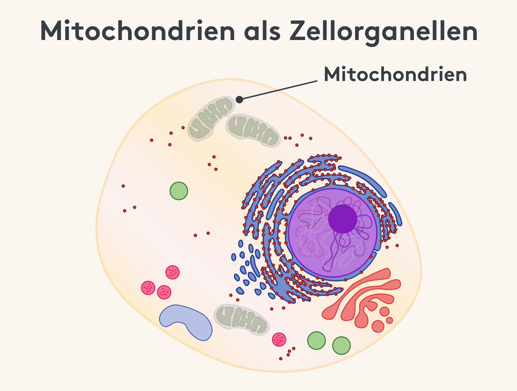 Was sind Mitochondrien: Aufbau & Funktion | MITOcare