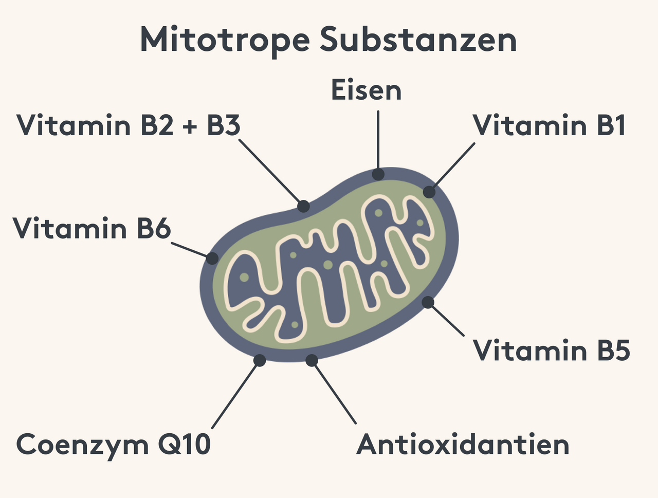 Was sind Mitochondrien: Aufbau & Funktion | MITOcare