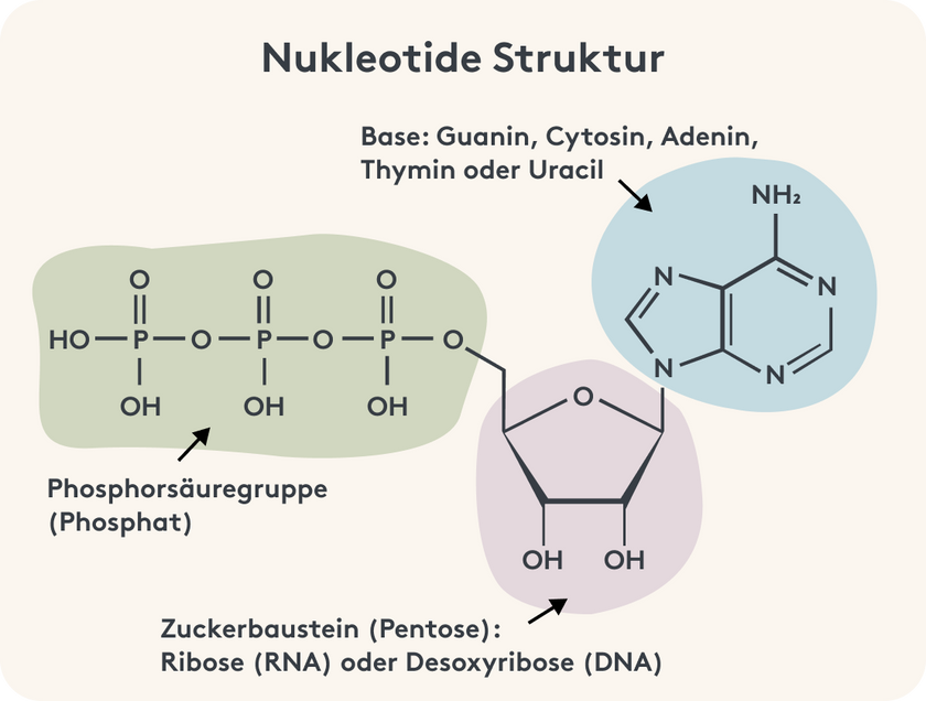 Nukleotide – Definition & Funktion | MITOcare